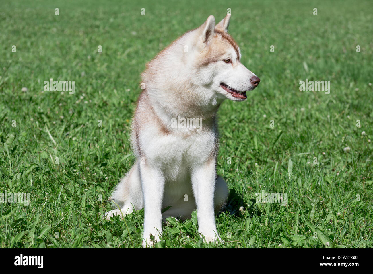 Sable fur coat hi-res stock photography and images - Alamy