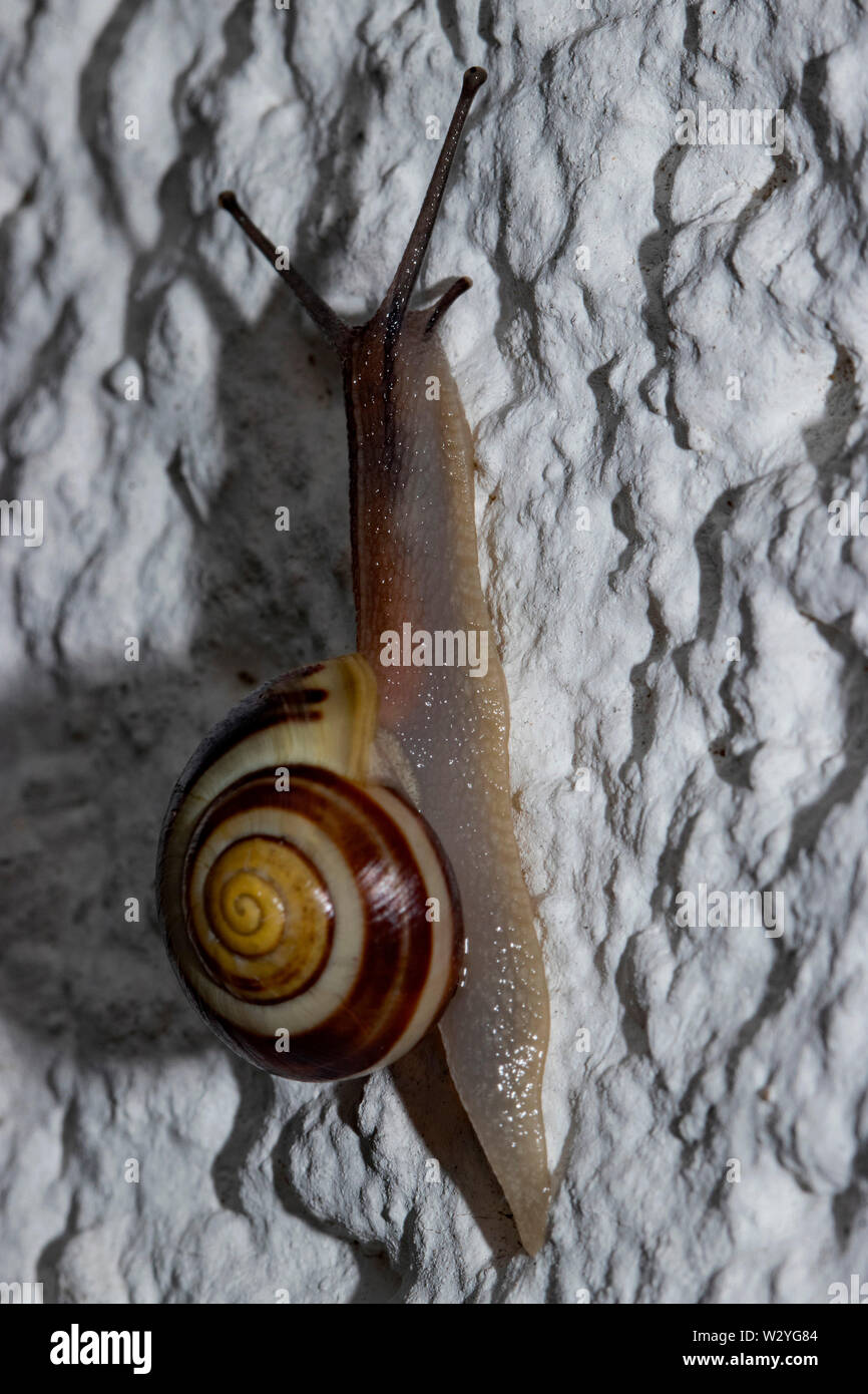 white-lipped snail, garden banded snail, (Cepaea hortensis Stock Photo ...