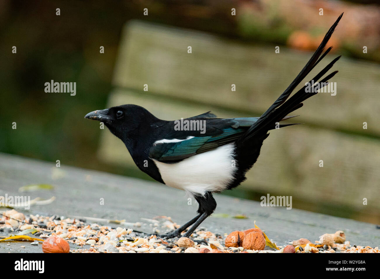 Magpie side view hi-res stock photography and images - Alamy