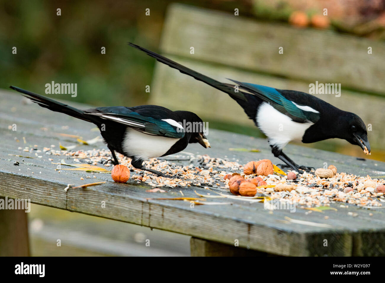 Two magpies hi-res stock photography and images - Alamy