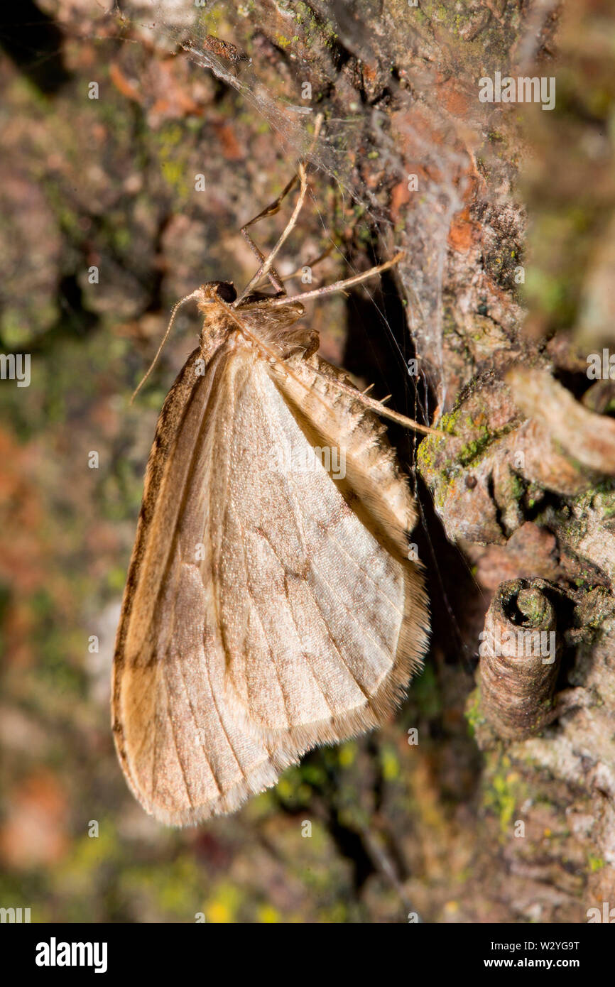 Side view of butterfly moth hi-res stock photography and images - Alamy