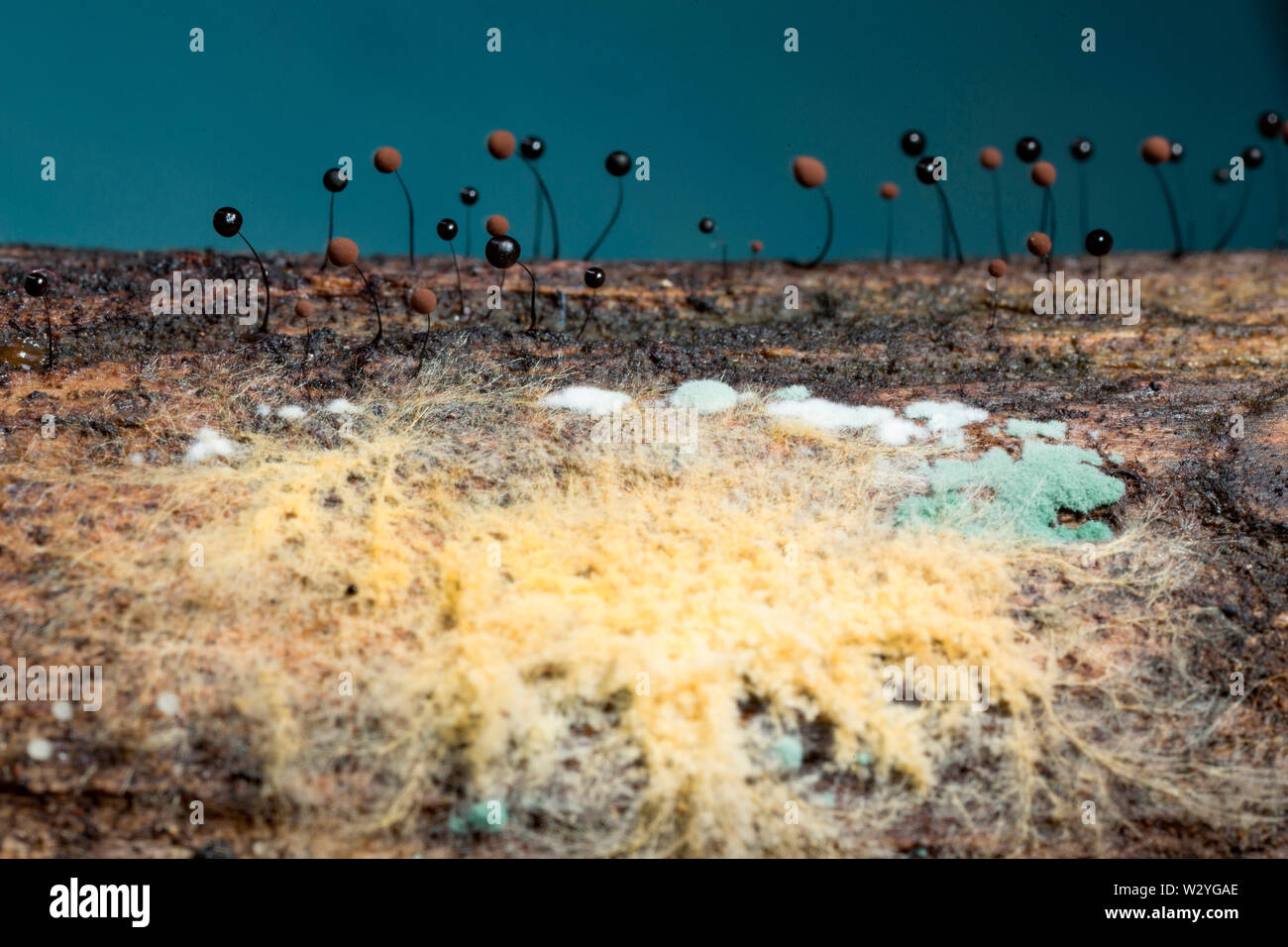 Comatricha nigra hi-res stock photography and images - Alamy