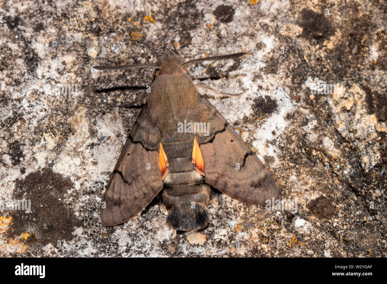Humming bird hawk moths hi-res stock photography and images - Alamy
