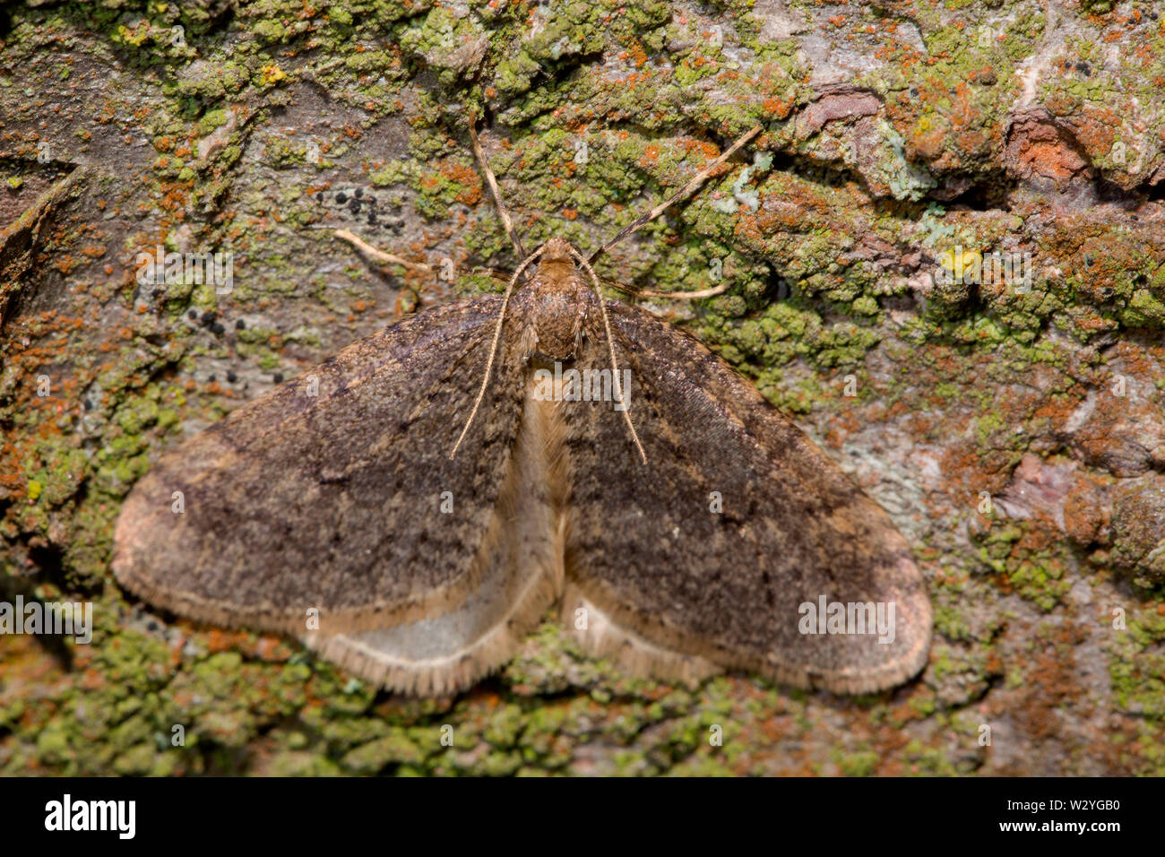 Moths and camouflage hi-res stock photography and images - Alamy