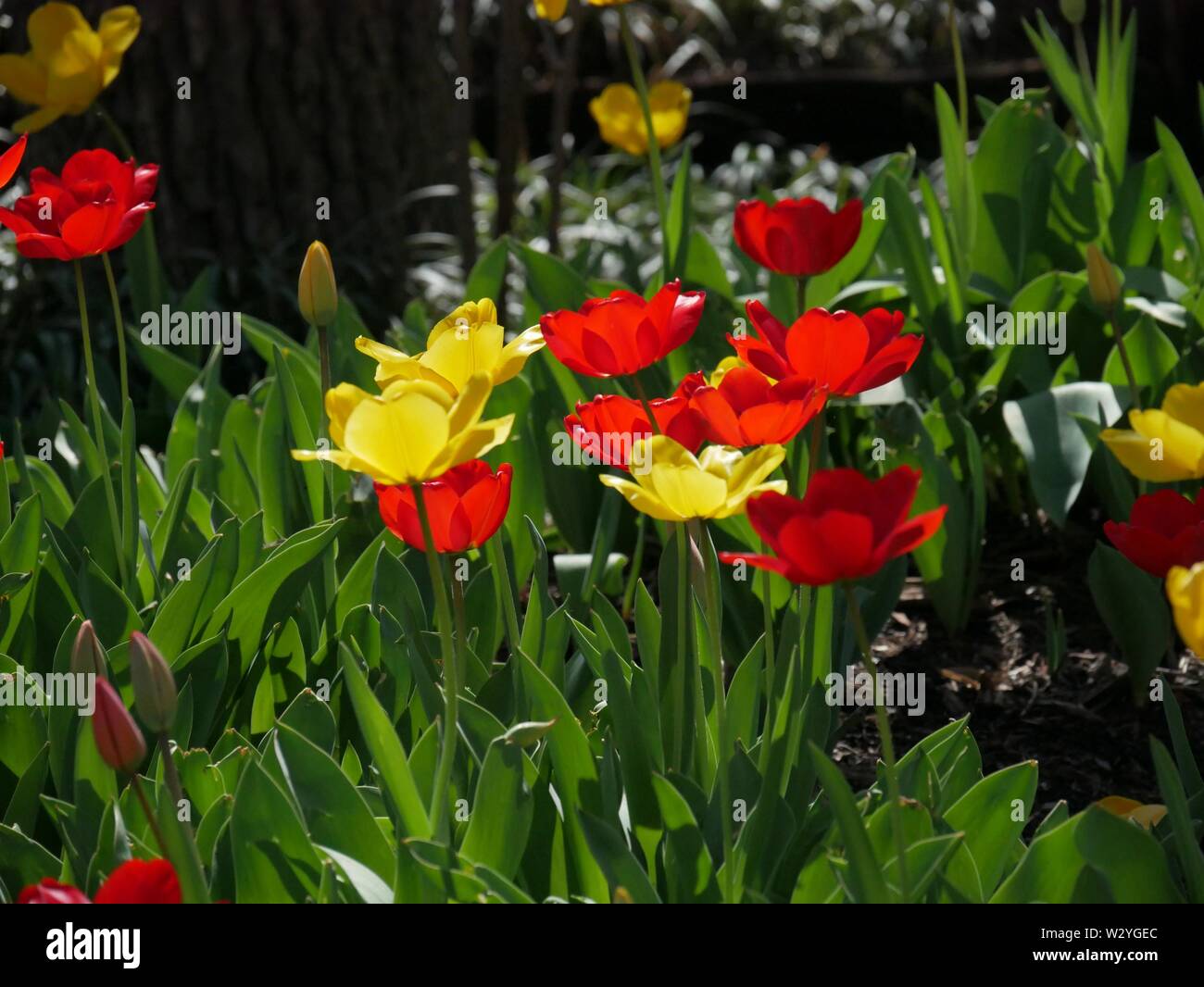 Closer photo of a patch of red and yellow tulips blooming in a garden ...