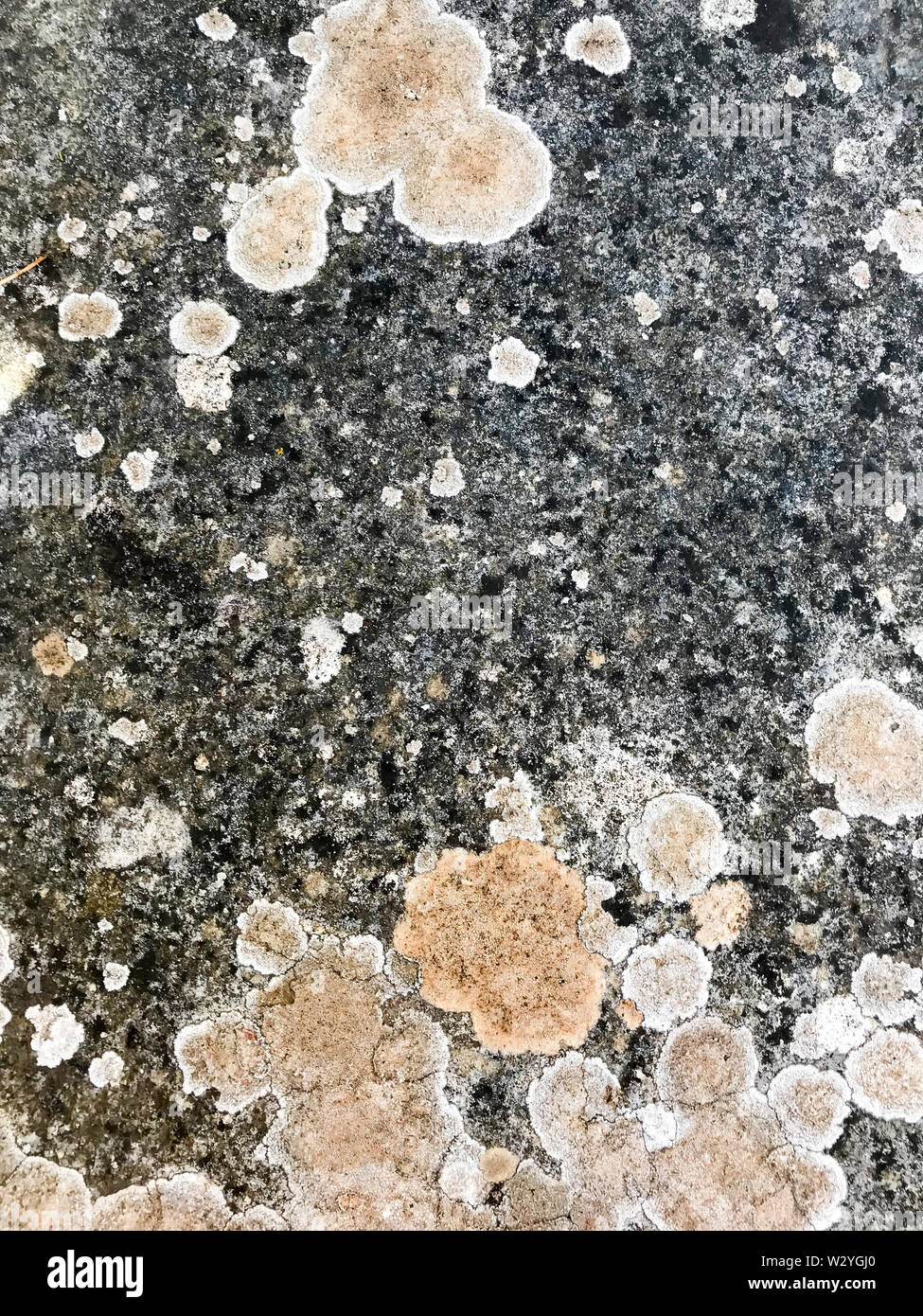 Stone surface with green mold Stock Photo - Alamy