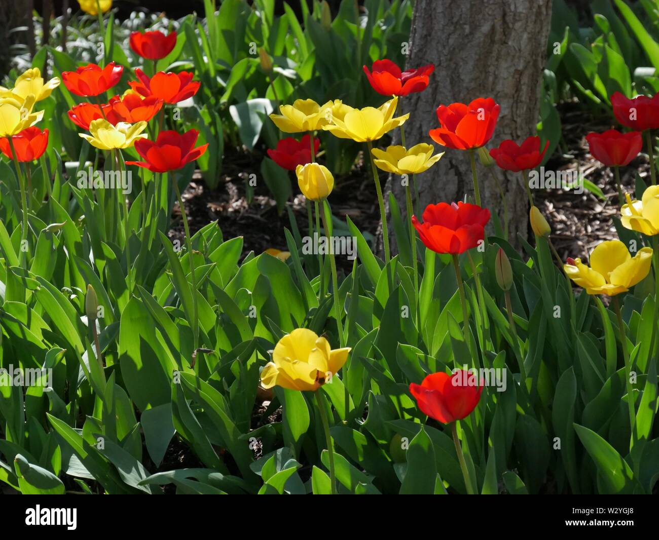 Red and yellow tulips blooming in a garden around a tree Stock Photo ...