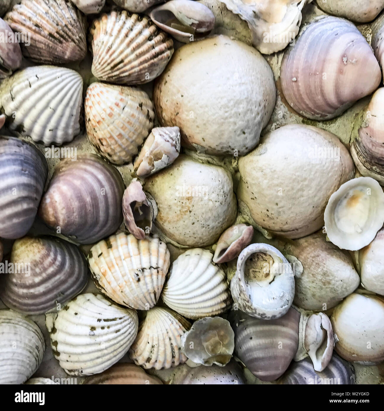 Background, texture of small seashells Stock Photo - Alamy