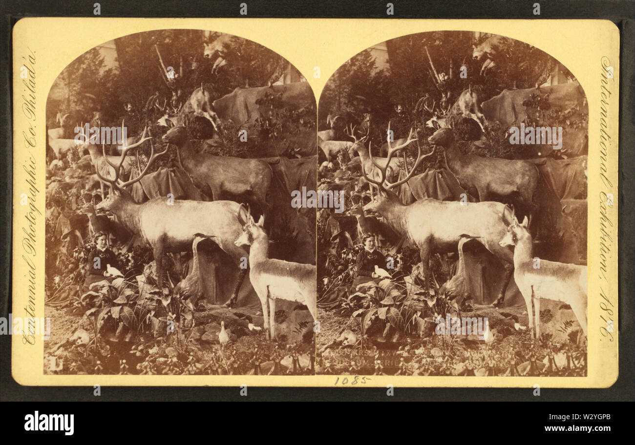 Mrs Maxwell's Rocky Mountain Museum series, Colorado building, by ...