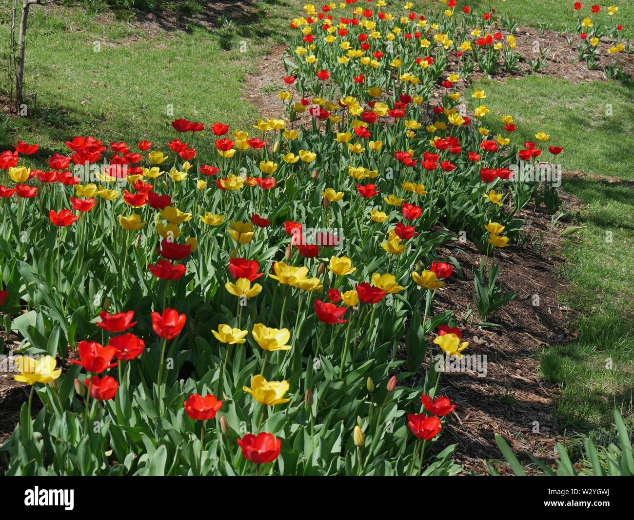 Wide view of a patch of red and yellow tulips growing in a sloping park ...