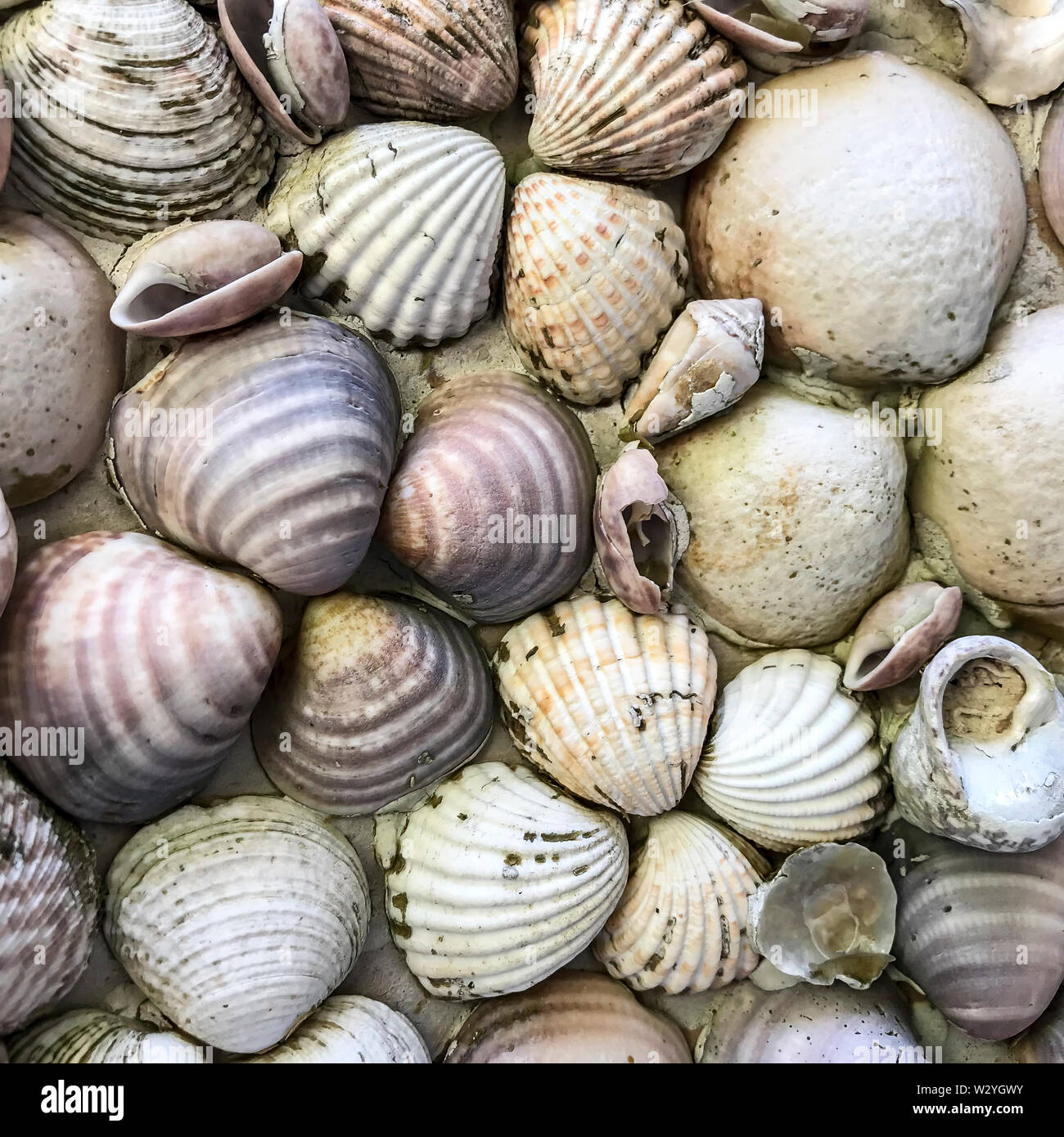 Background, texture of small seashells Stock Photo - Alamy