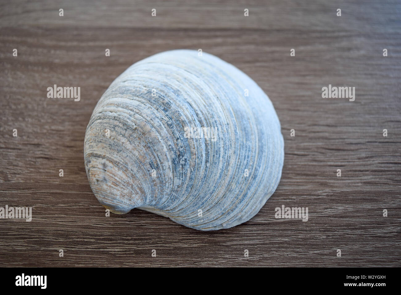 Real shell hi-res stock photography and images - Alamy