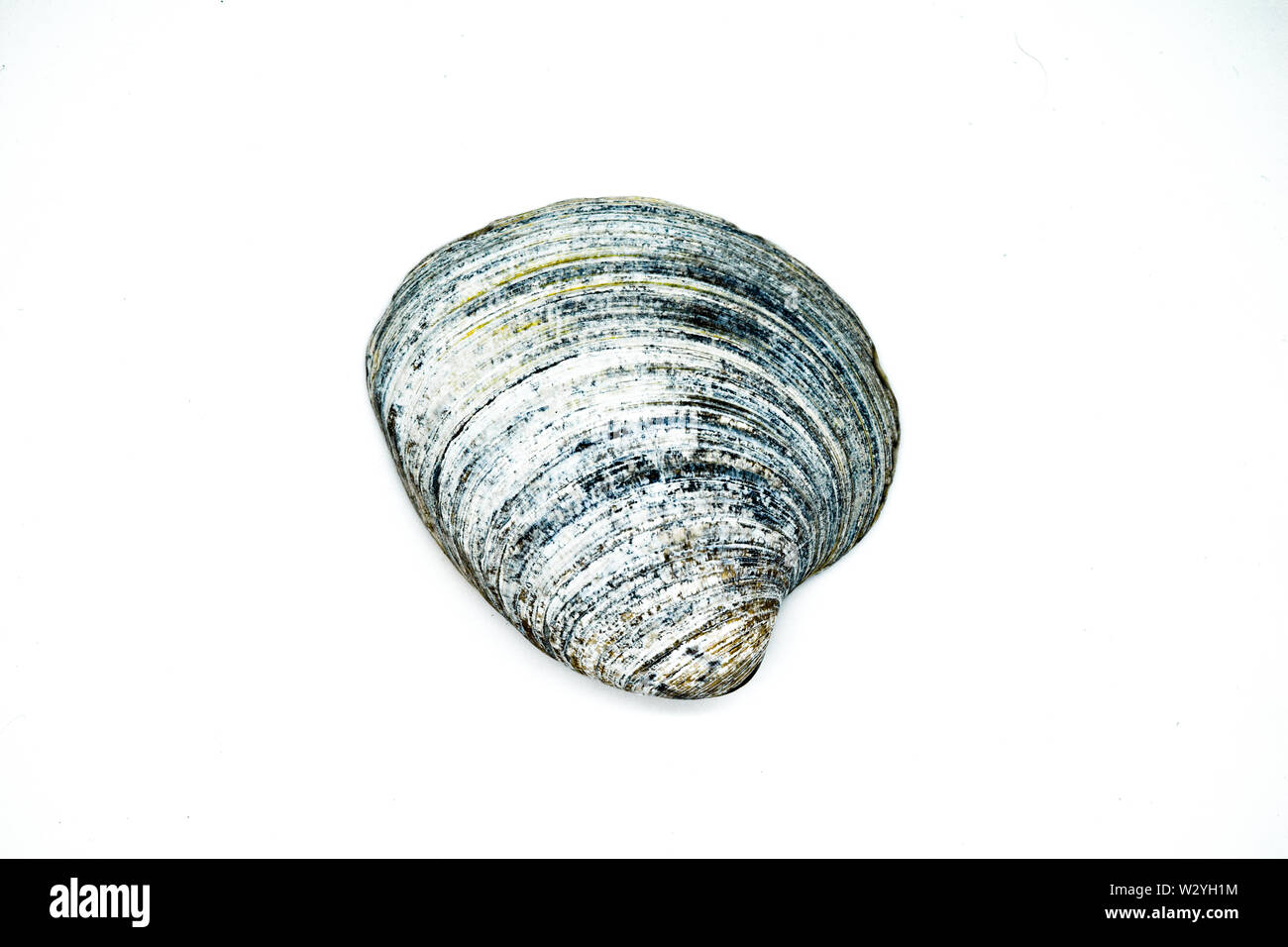 sea shell isolated on white background clipping path Stock Photo - Alamy