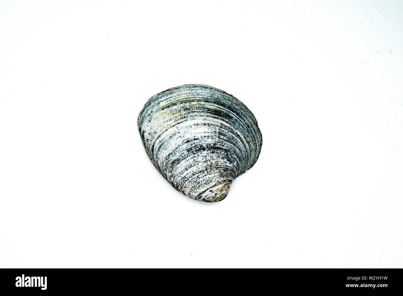 shell isolated on white background clipping path Stock Photo - Alamy