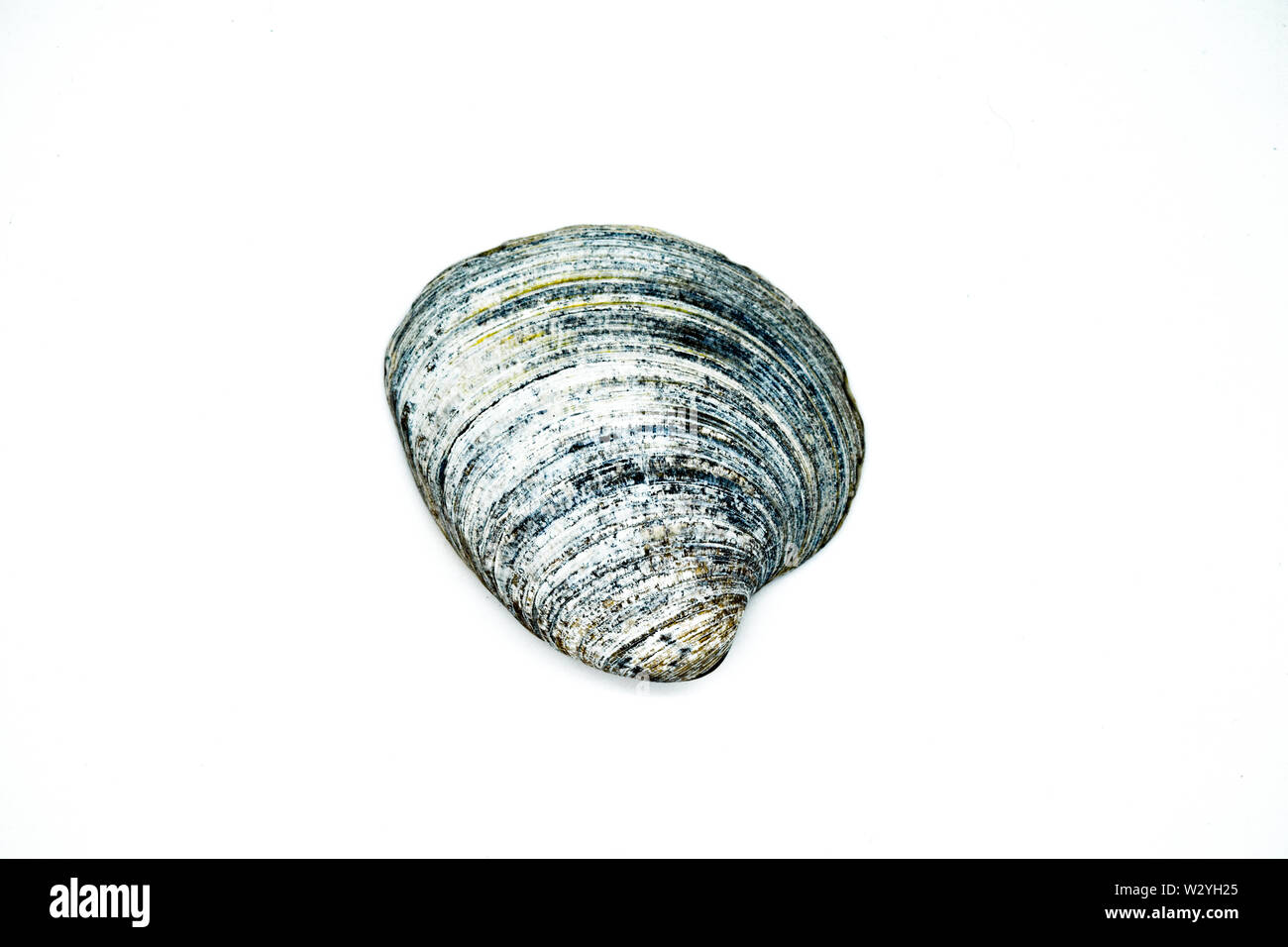 shell isolated on white background clipping path Stock Photo - Alamy