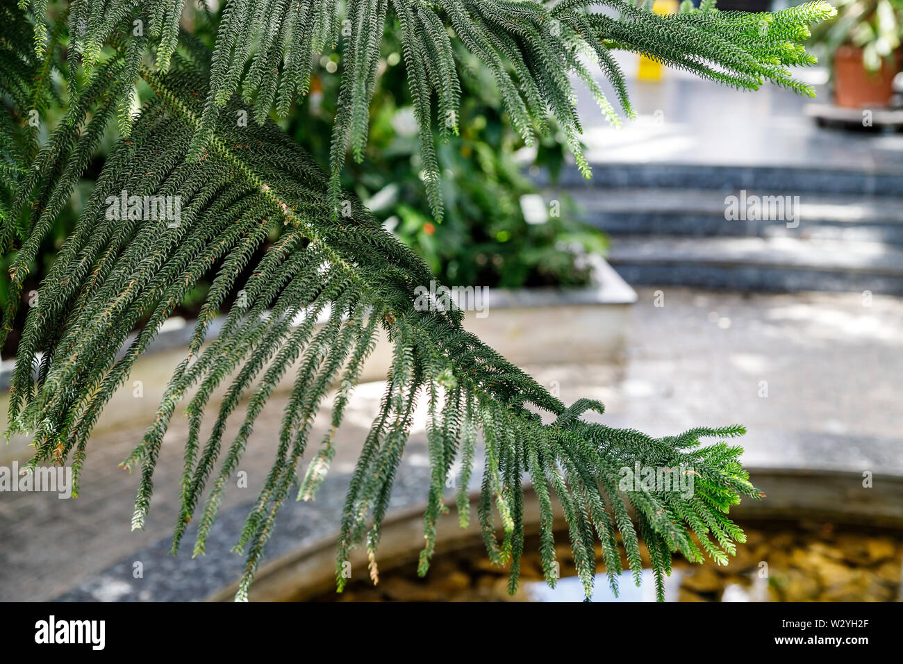 Araucaria heterophylla, it is sometimes called the star pine, the ...