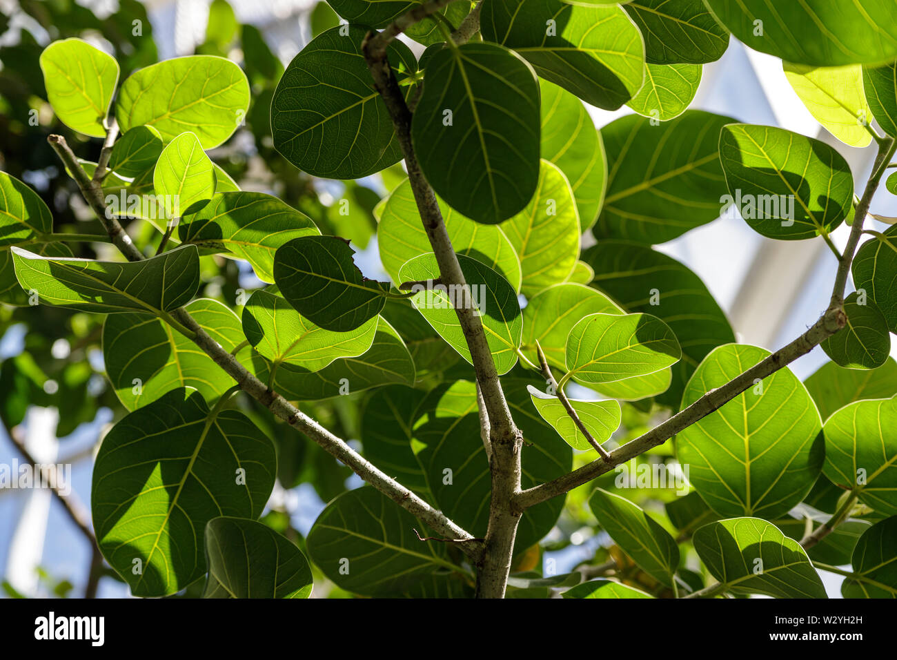 Fig leaf palm hi-res stock photography and images - Alamy