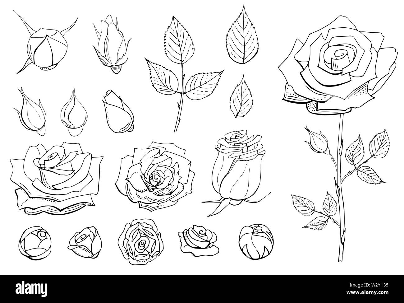 Set of hand drawn contour roses, rose buds and leaves. Collection ...