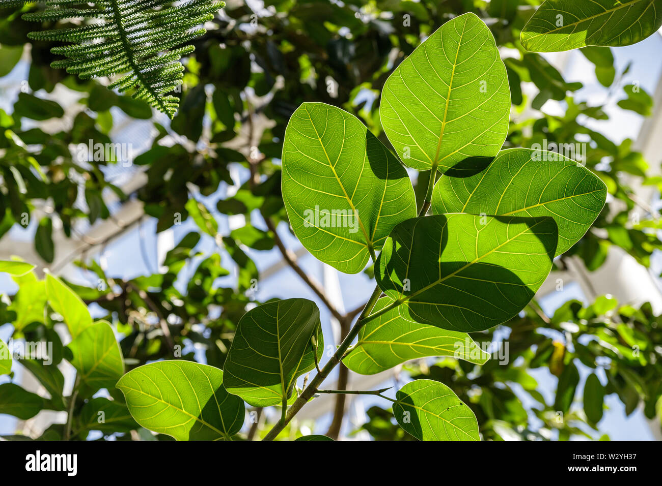 Ficus benghalensis is from India and the Himalayas. Big fresh green ...