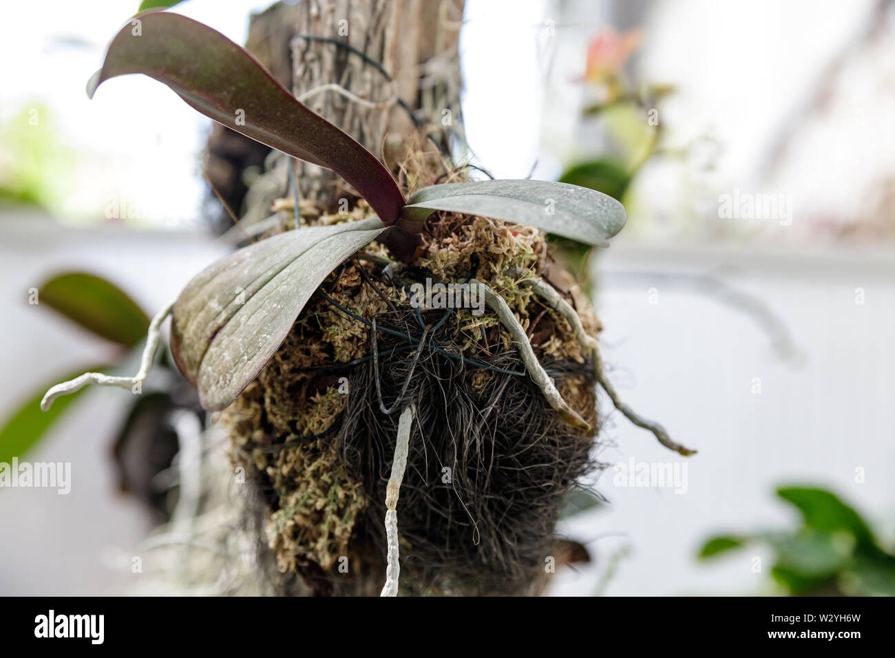 Nature epiphyte trees growth hi-res stock photography and images - Alamy
