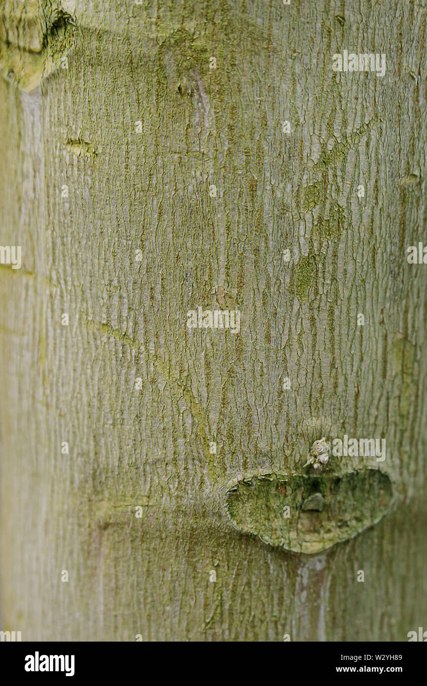 Karika papaya tree is a widely cultivated papaya. Tree trunk close up ...