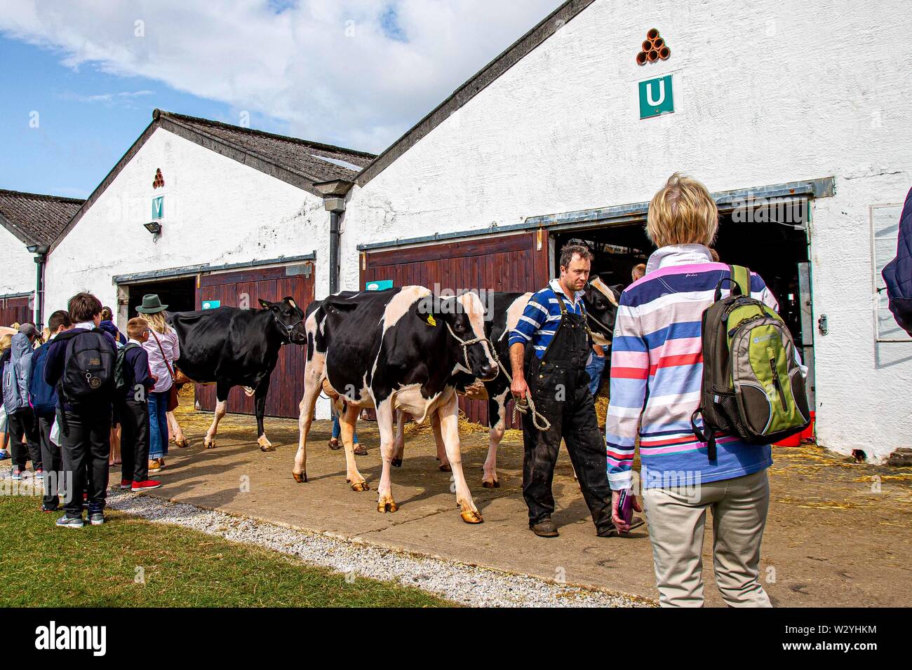 Showing cows hi-res stock photography and images - Alamy