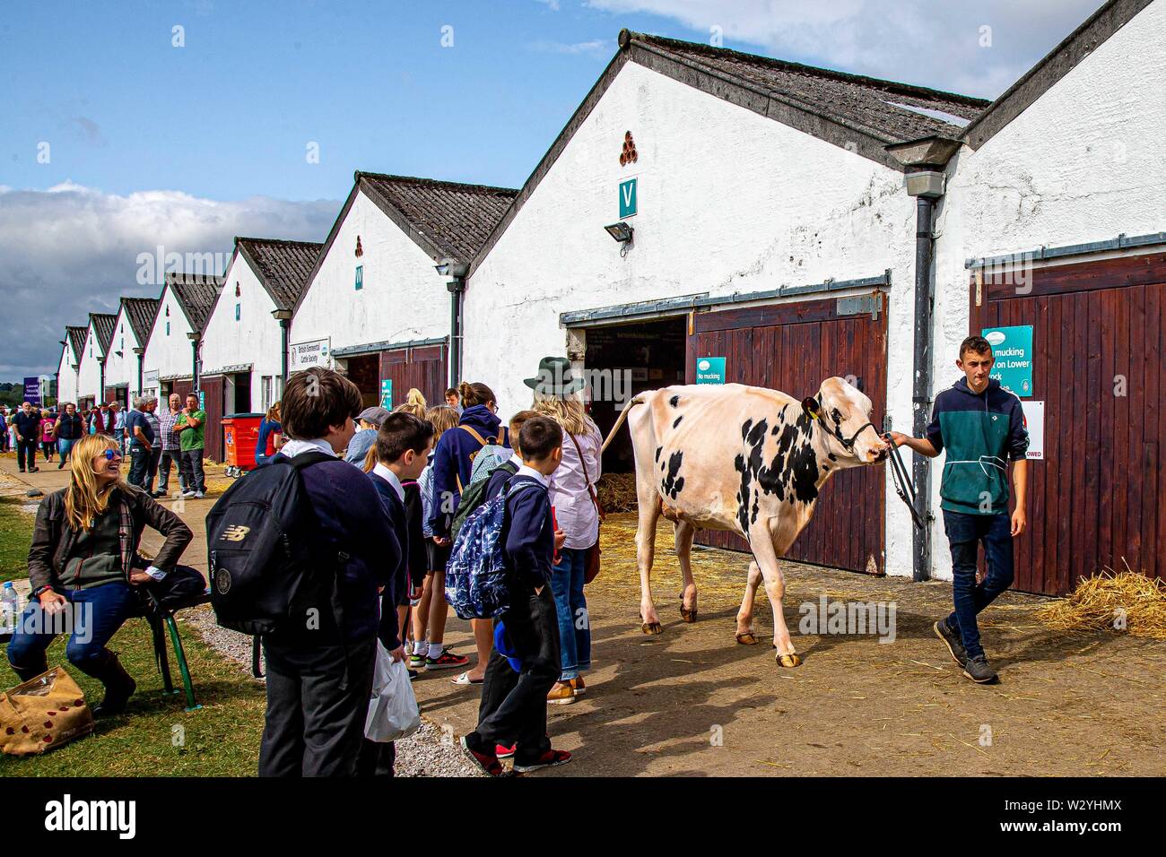 Showing cows hi-res stock photography and images - Alamy