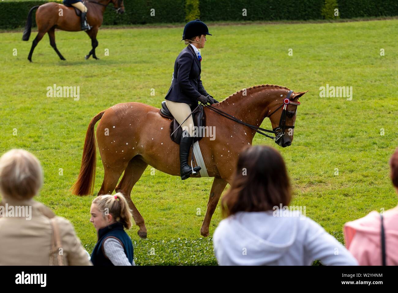 Alamy horse hi-res stock photography and images - Alamy