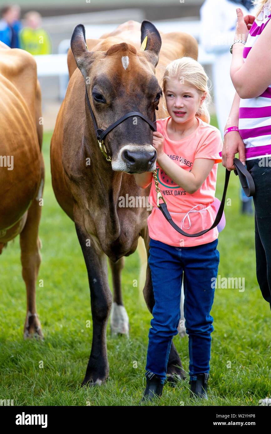 Showjumping horse and handler hi-res stock photography and images - Alamy