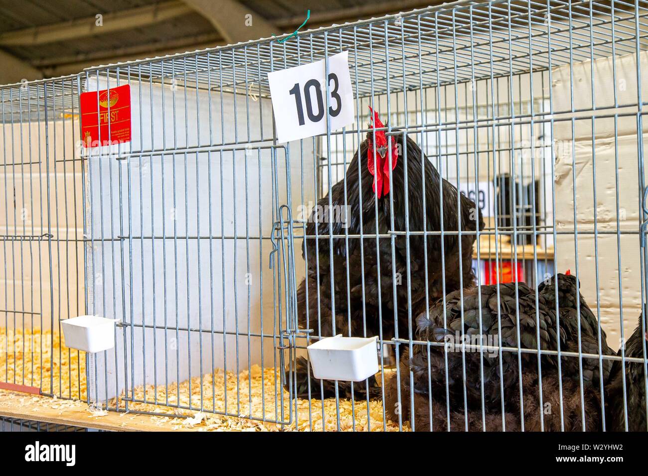 Prize winning hi-res stock photography and images - Alamy