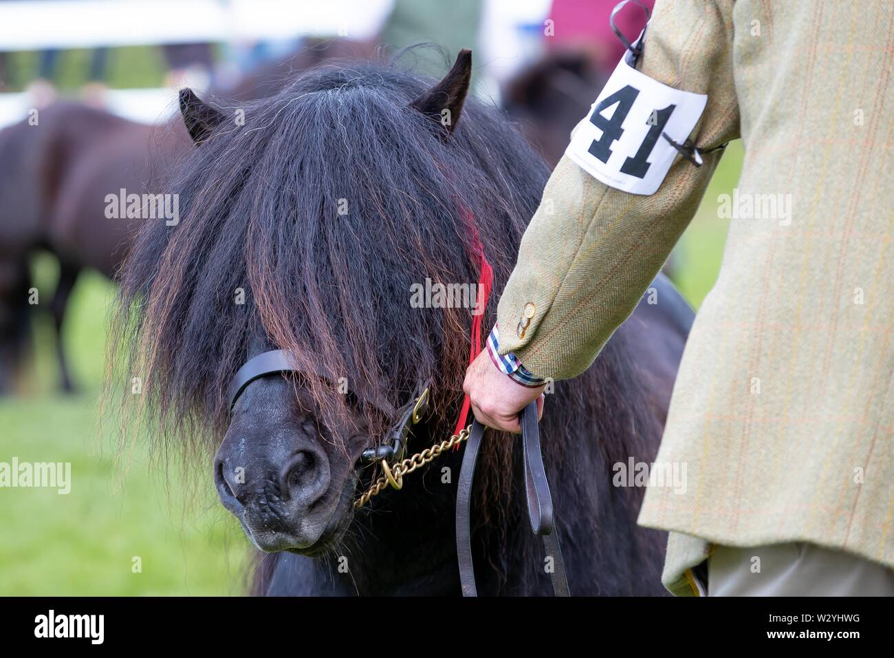 Male shetland pony hi-res stock photography and images - Alamy