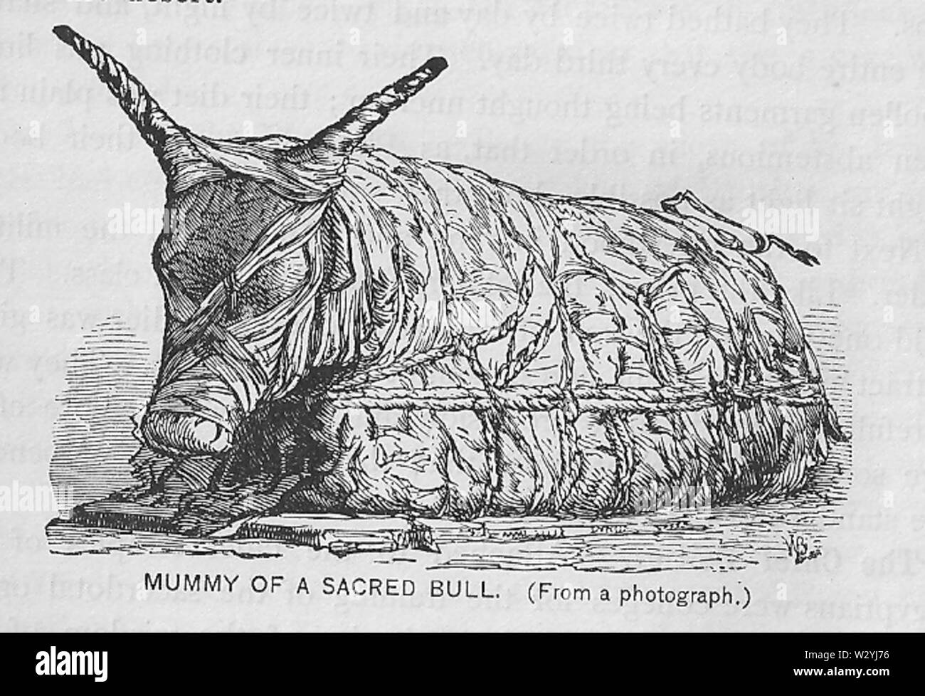 Mummified bull hi-res stock photography and images - Alamy