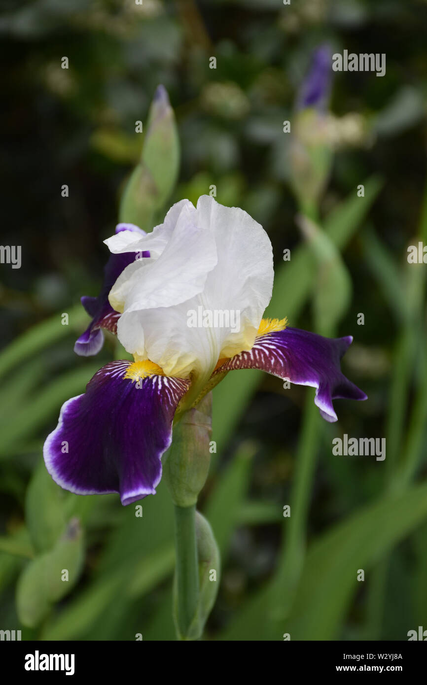 Very pretty close up look at a bearded iris flower blossom Stock Photo ...