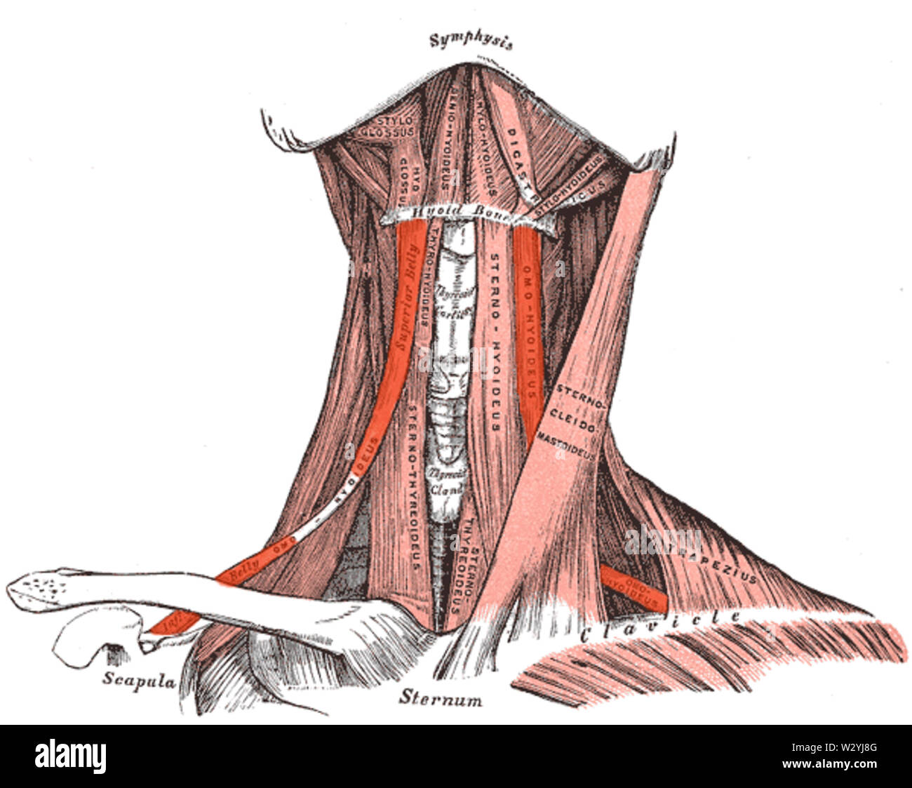 Omohyoideus hi-res stock photography and images - Alamy