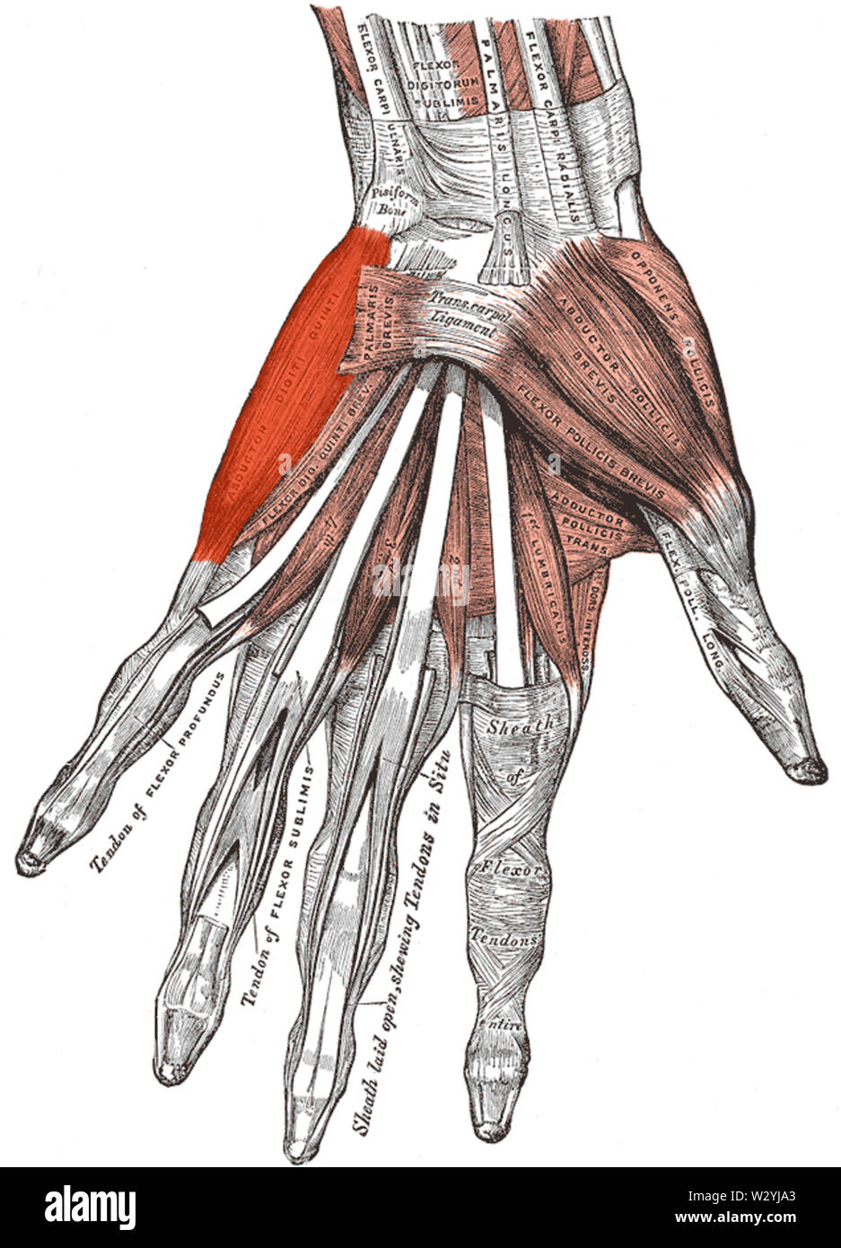 Musculus abductor digiti minimi (Hand Stock Photo - Alamy