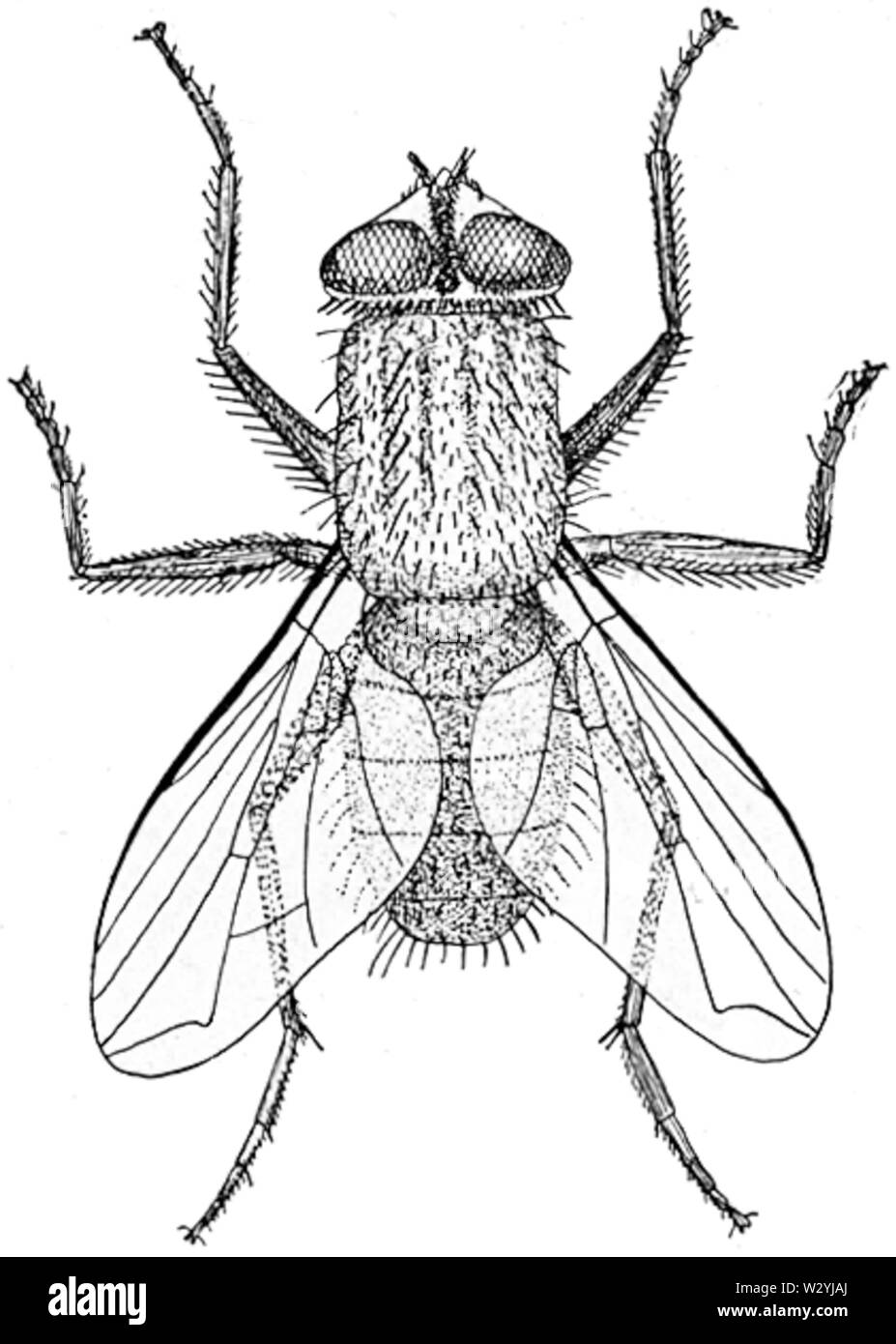 Detailed illustration of insect hi-res stock photography and images - Alamy