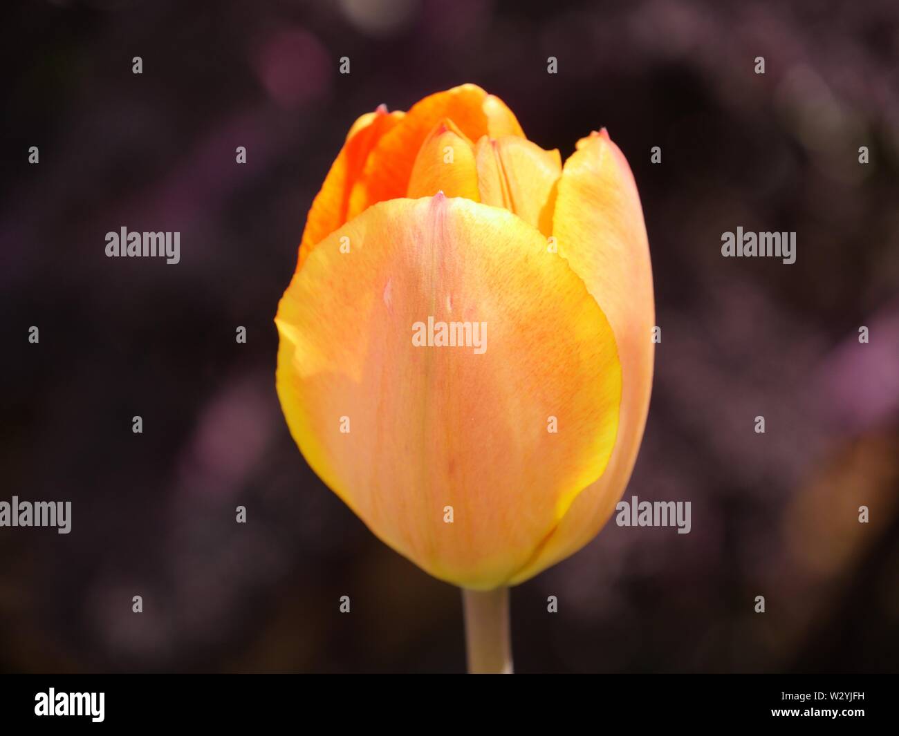 Vibrant orange tulip in full hi-res stock photography and images - Alamy