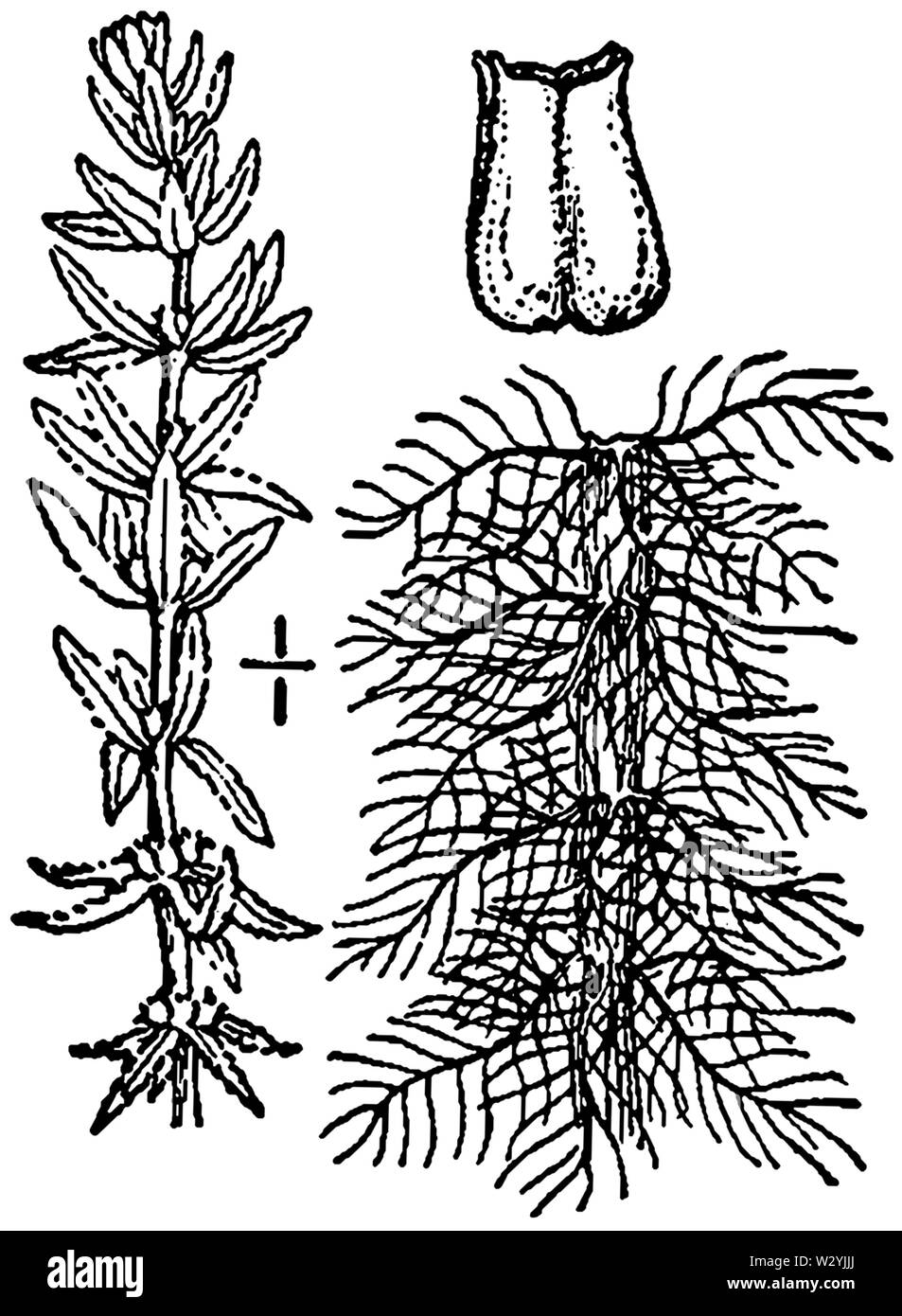 Myriophyllum heterophyllum hi-res stock photography and images - Alamy