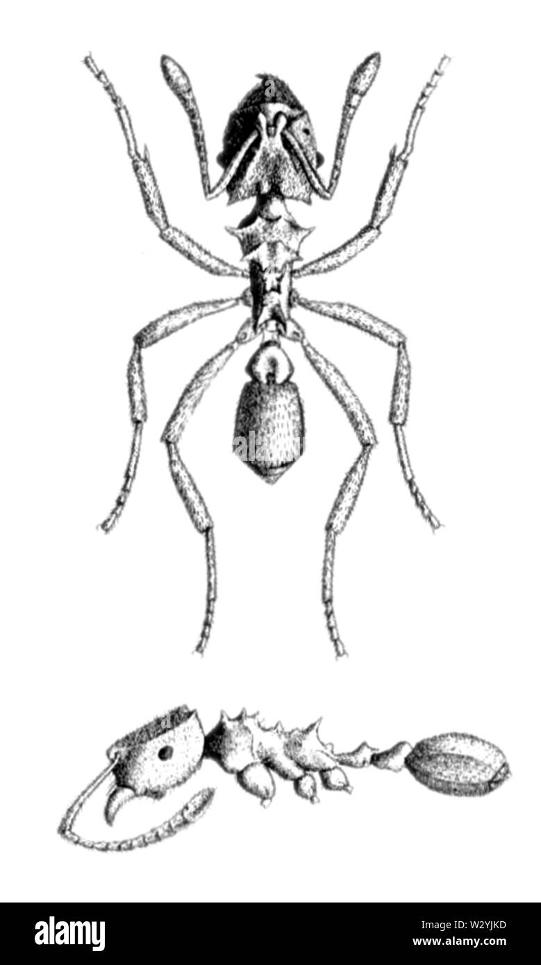 Mycocepurus smithii plate Stock Photo - Alamy