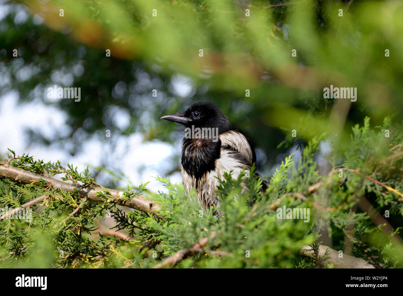 Pica pica in a tree hi-res stock photography and images - Alamy