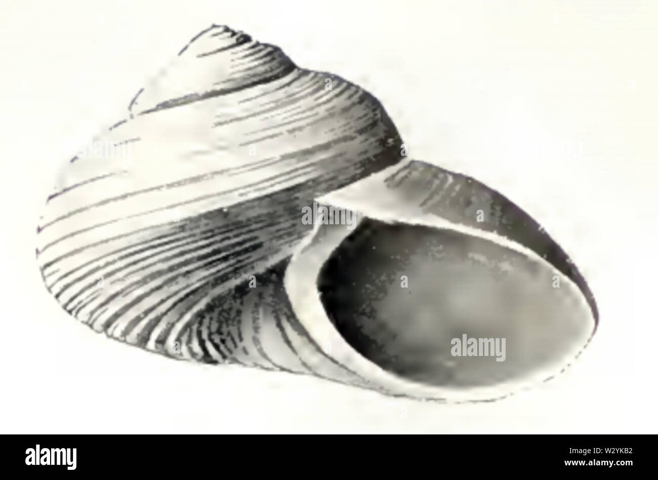 Nanula galbina 001 Stock Photo - Alamy