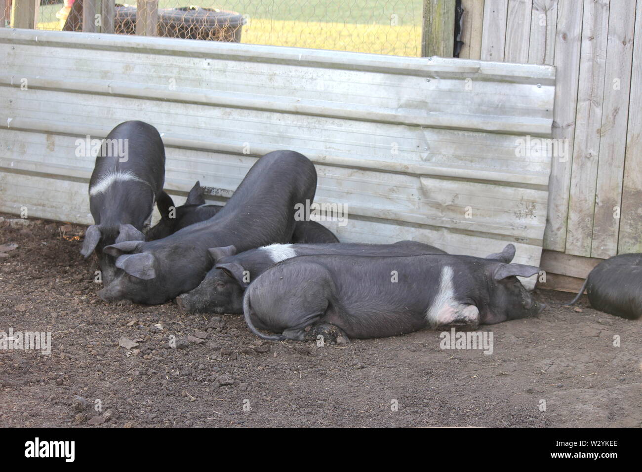 Six Pigs resting in farm yard Stock Photo - Alamy