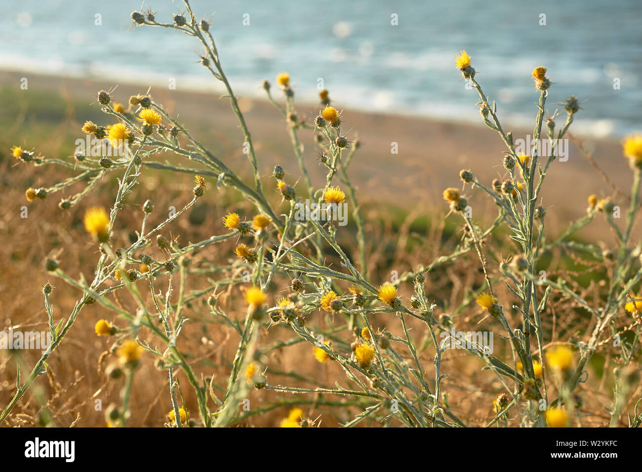 Yellow flowers growing on the beach.Botany of the sea coast Stock Photo ...
