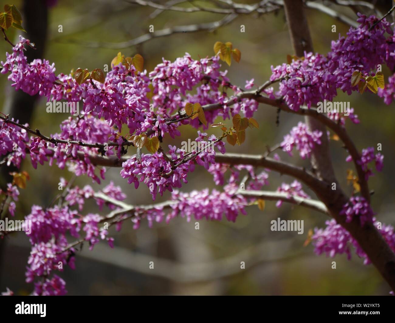 California redbud hi-res stock photography and images - Alamy