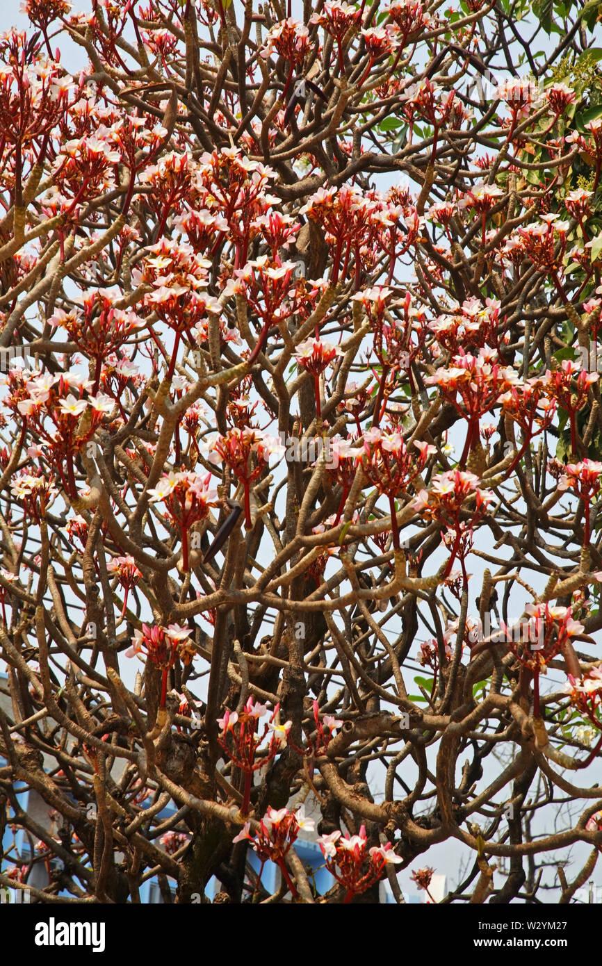 Blooming tree in Vientiane. Laos Stock Photo - Alamy
