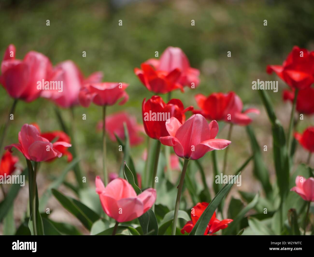 Red and light pink tulips, side view, with soft background Stock Photo ...