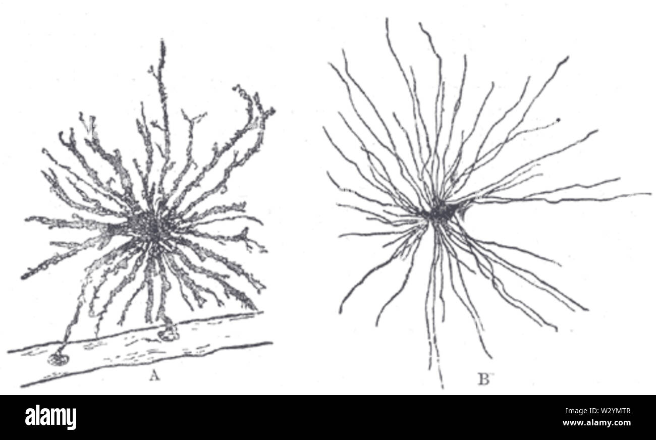 Neuroglia hi-res stock photography and images - Alamy