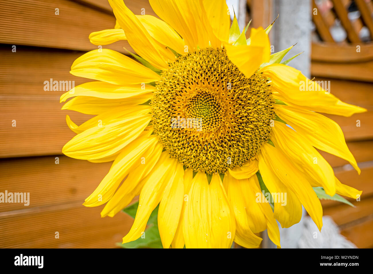 Sunflower in the Summer Stock Photo - Alamy