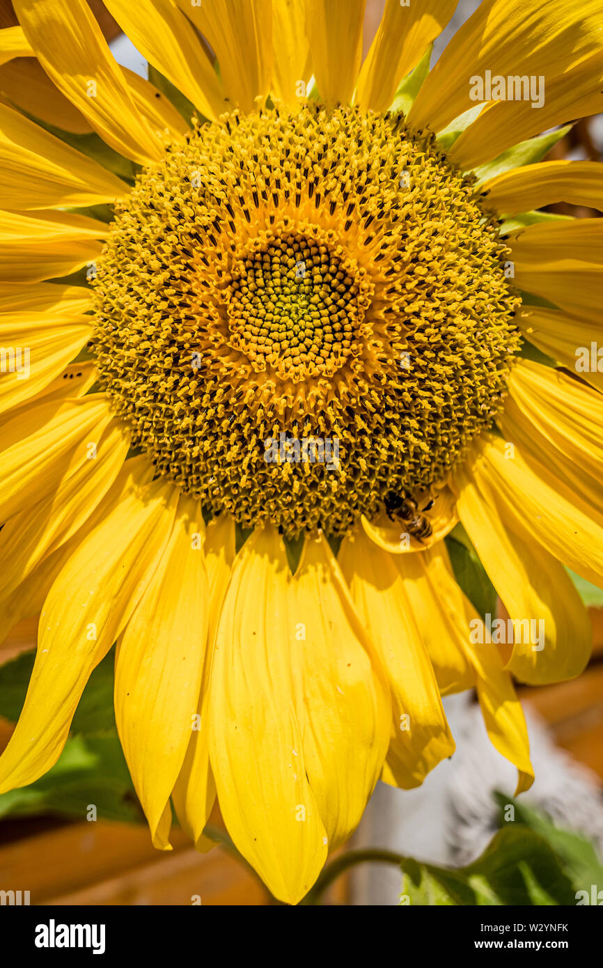 Sunflower in the Summer Stock Photo - Alamy
