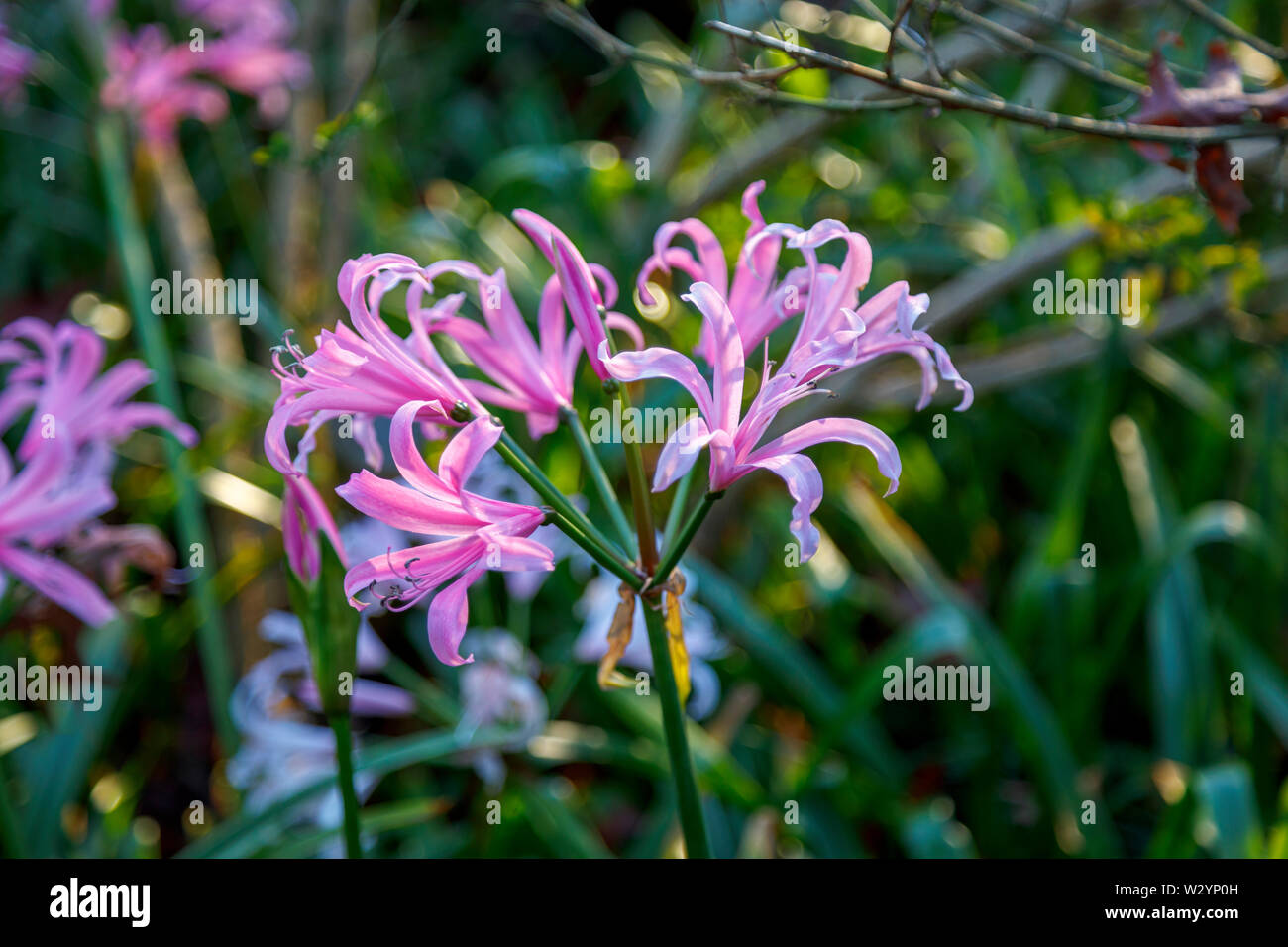 Pretty pink autumn flowering × Amarine tubergenii Belladiva Series (van ...
